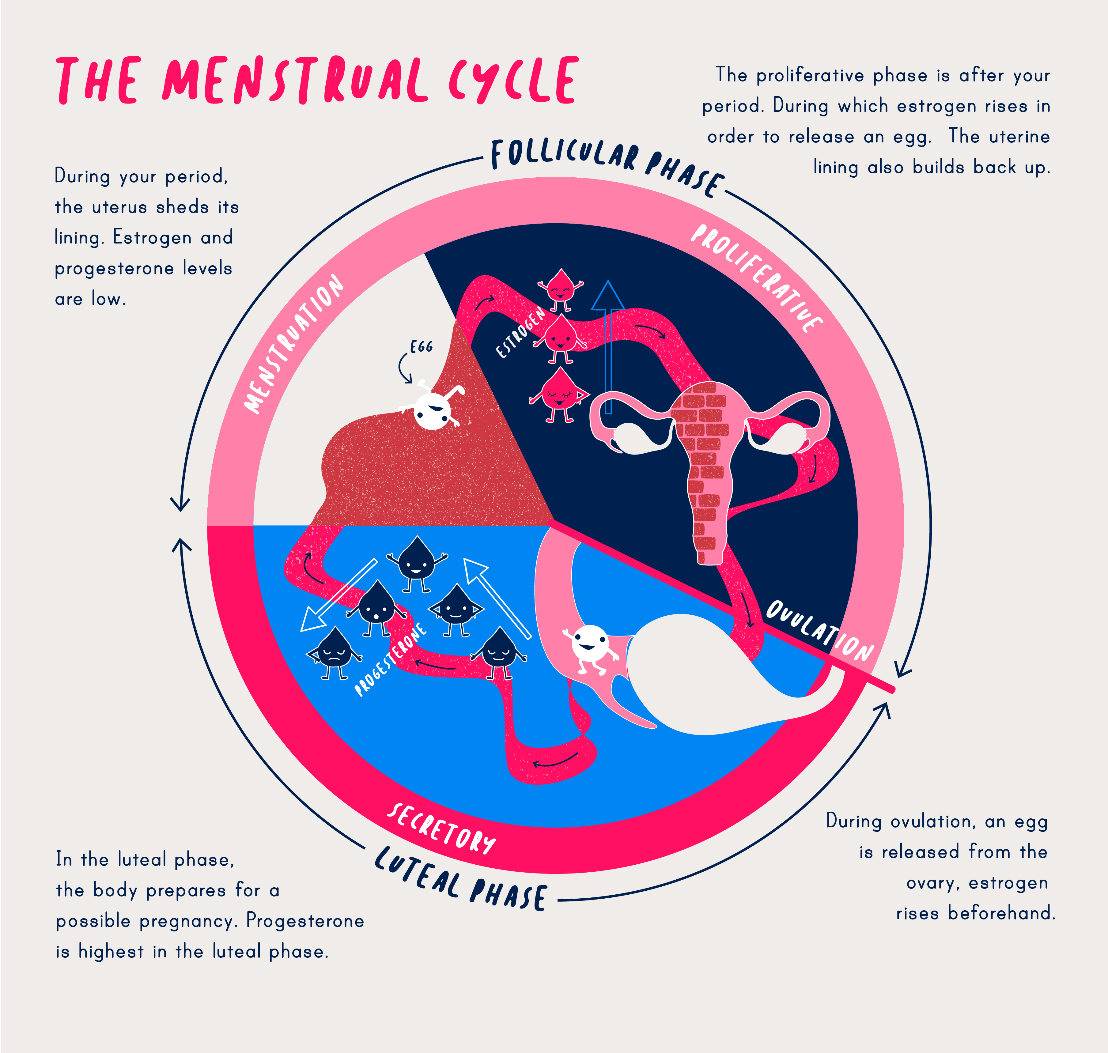 Understanding Your Menstrual Cycle A Guide For Women STOPBACA