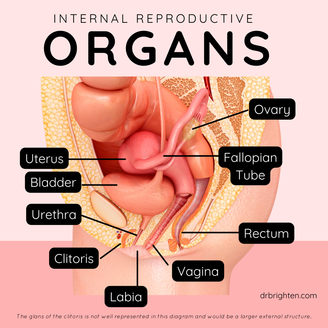 Internal Vaginal Anatomy Internal Vaginal Anatomy