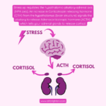 The Connection Between High Cortisol Levels and Cognitive Function