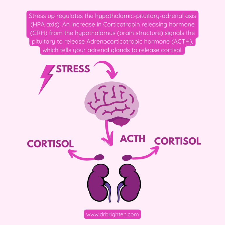 The Connection Between High Cortisol Levels and Cognitive Function