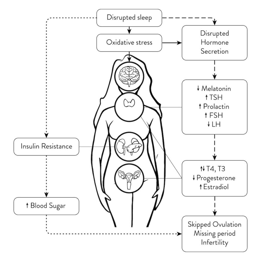 Which Hormones Affect Sleep? The Hormone-Sleep Connection Explained